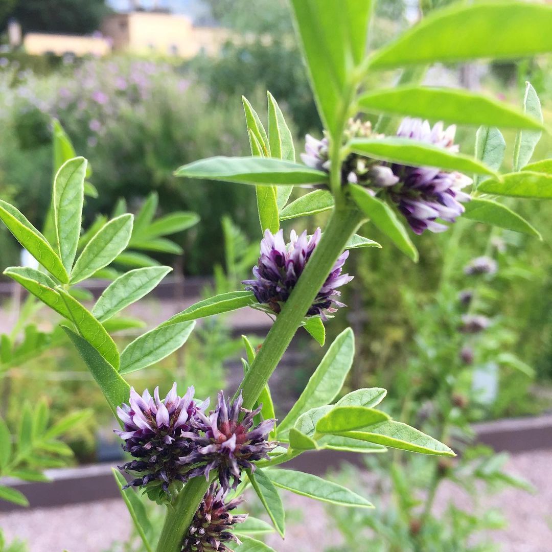 Licorice (Mulethi) Growing and Care Guide | HomeGardeningWeb Licorice (Mulethi) Growing and Care Guide | HomeGardeningWeb
