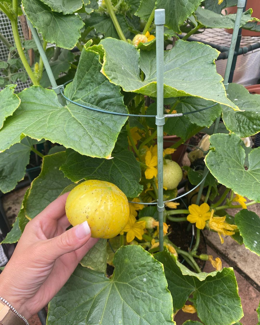 Lemon Cucumbers Growing and Care Guide | HomeGardeningWeb Lemon Cucumbers Growing and Care Guide | HomeGardeningWeb